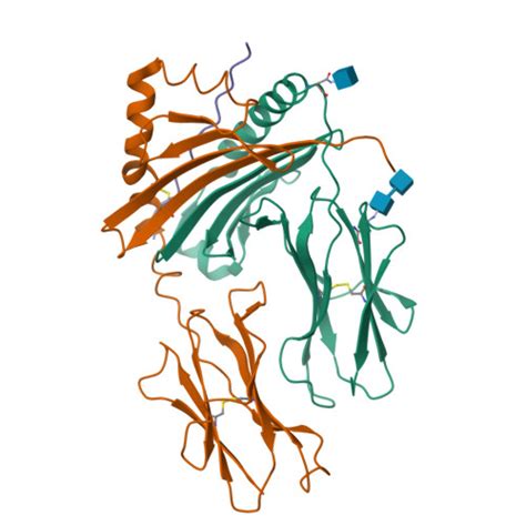 Rcsb Pdb 1h15 X Ray Crystal Structure Of Hla Dra1 0101 Drb5 0101 Complexed With A Peptide