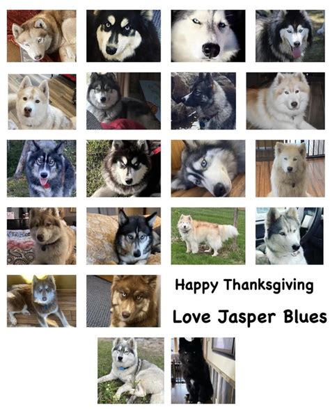 Wishing You And Your Packs A Happy Jasper Blues Siberians