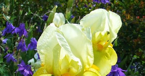 Classic Tall Bearded Iris Mystic Melody ~ Heritage Irises