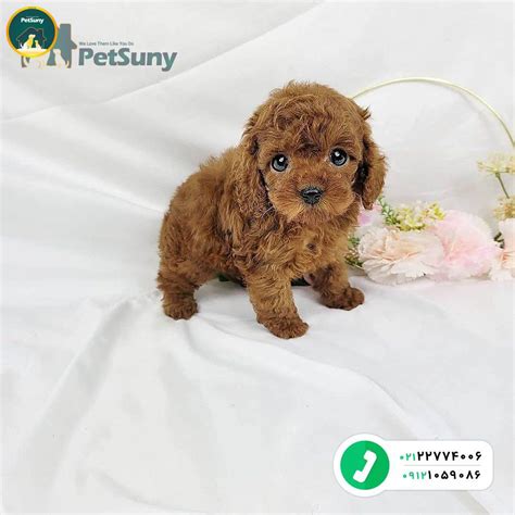 آگهی فروش پودل توی پودل موجودی 29 آبان 1403 پت سانی