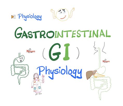 Neuroanatomy Illustrated Notes Pdfs — Medicosis Perfectionalis