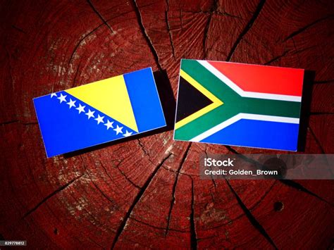 고립 된 나무 등 걸에 남아 프리 카 공화국 깃발 보스니아 헤르체고비나 깃발 0명에 대한 스톡 사진 및 기타 이미지 0명 Friendly Match 개념 Istock