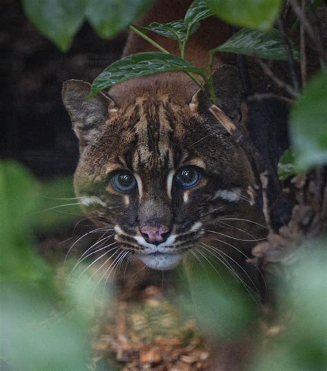 Blob The Big Cat Sanctuary