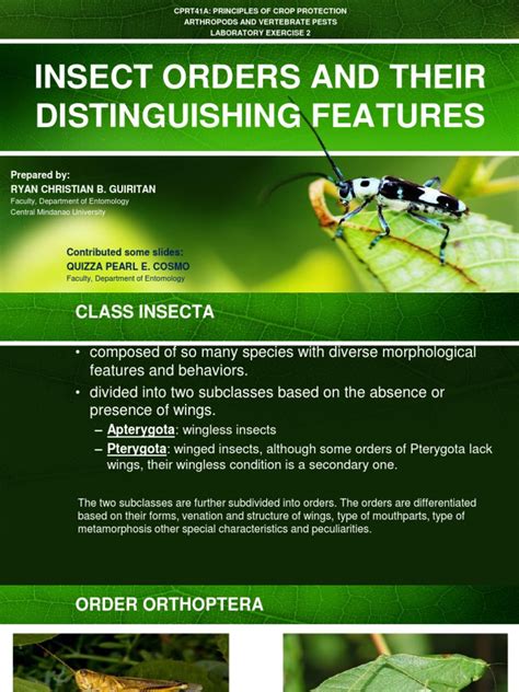 Class Insecta Orders