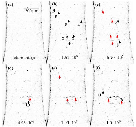 intensity inverted subset of the light optical images acquired in the