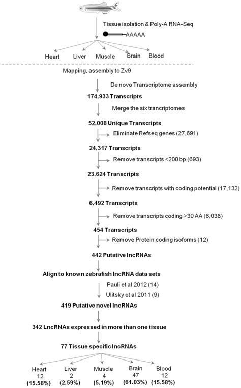 outline of computational pipeline and systematic workflow for