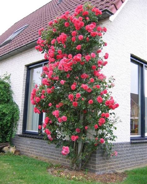 Плетистые розы — отличное украшение для фасада дома👍 | Rose garden ...