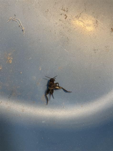 Can Anyone Identify This Bug Rbugidentification Can Anyone Identify This Bug Rbugidentification