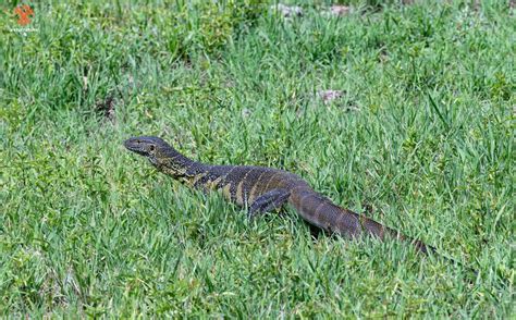 Varanus Niloticus Linnaeus 1766