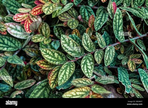 Green And Purple Patterned Leaves Polka Dot Plant Dotted Leaf
