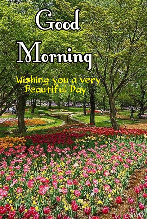 Top 999 Good Morning Garden Images Amazing Collection Good Morning