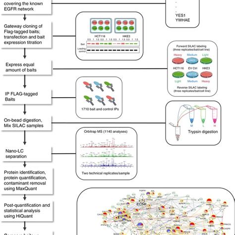 Binary Networks From The Brain Connectivity Toolbox Download Table