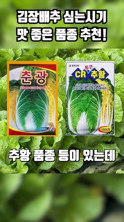 가을 김장배추심는시기 맛있는 배추 품종 배추모종심기 Youtube