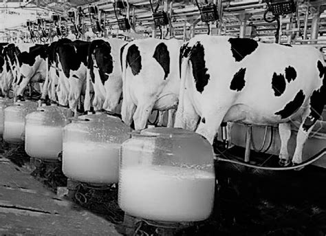 Analysis Of Dairy Products Using Sql By Blessing Okeke Medium