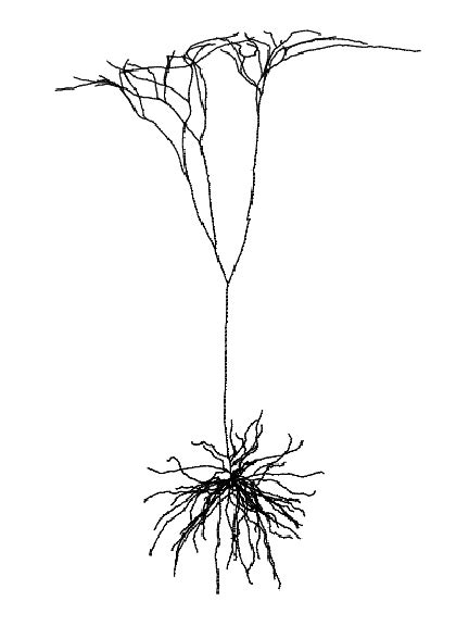 8 Morphologically Correct Level 5 Pyramidal Neuron Model Download Scientific Diagram