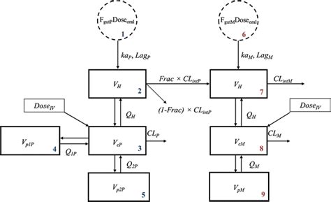 Model Representation Of The Joint Compartmental Model Inspired From The