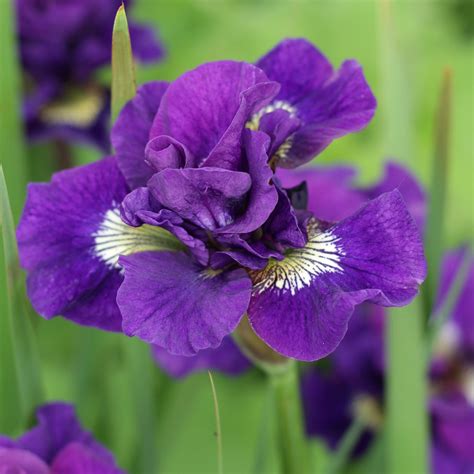 Siberian Iris Bulbs For Sale Easy To Grow Bulbs