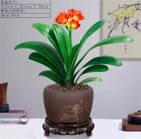 君子兰盆栽室内客厅四季常青盆景美化空气观花植物吸某醛绿植花卉 阿里巴巴