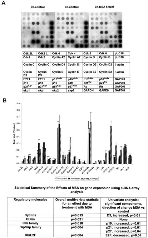 Cell Cycle Specific Cdna Array Analyses Of Released Synchronous Tm6