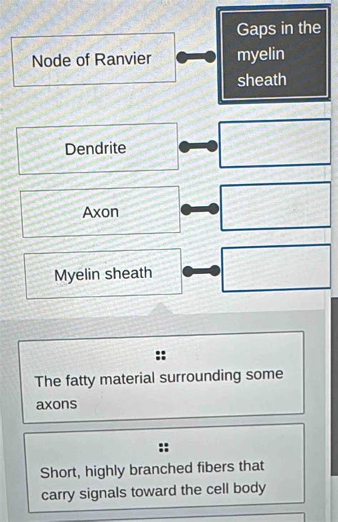 Solved Gaps In The Node Of Ranvier Myelin Sheath Dendrite Axon Myelin Sheath The Fatty Material