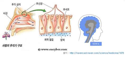 5 향기를 느끼는 과정과 자율신경 네이버 블로그