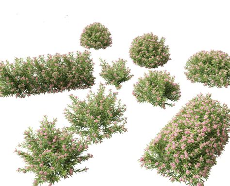 Daphne Spring Pink Eternal Fragrance Flippednormals