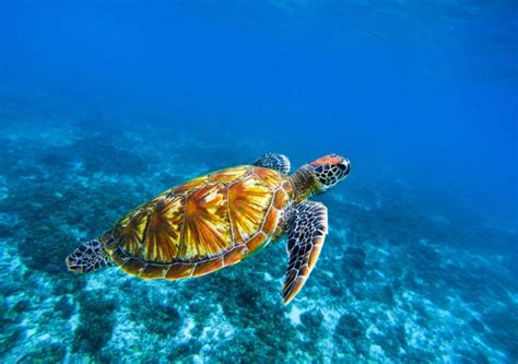 Threatened Oceans Why Are Sea Turtles Endangered