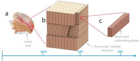 A Conch Shell 47 B Schematic Of The Three Order Crossed Lamellar