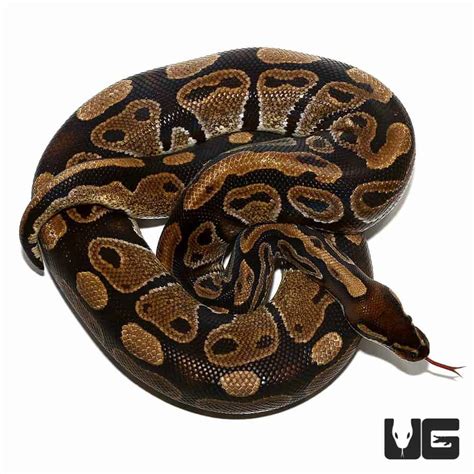 List 93 Pictures Ball Python With Smiley Face Sharp