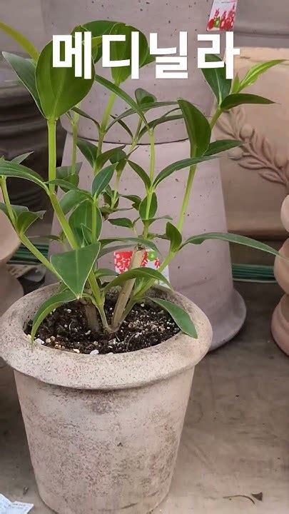 더그린가든센터 메디닐라 Youtube