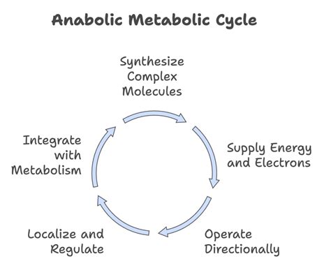 Plant Metabolism Introduction Anabolic And Catabolic Pathways