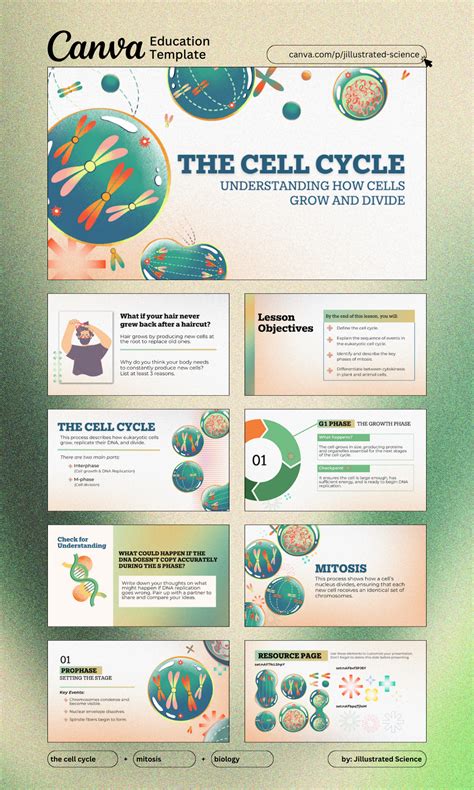 The Cell Cycle Canva Presentation Template In 2025 Interactive
