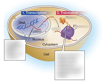 Bio Chapter 10 How Genes Work Diagram Quizlet