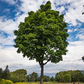 Home CMP Tree Selection Tool