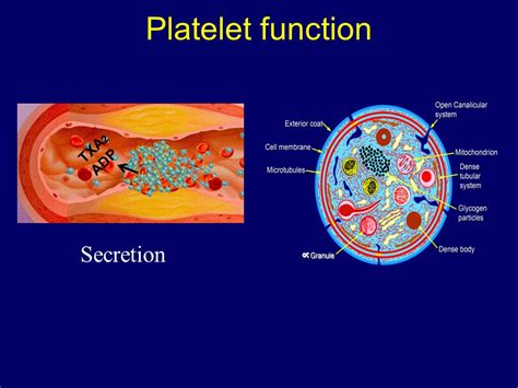 Thrombocytes Function