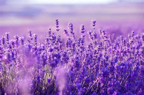 Free Lavender Desktop Wallpaper Downloads Lavender Desktop Wallpapers For Free