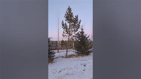 Шувуудын жиргээ Youtube