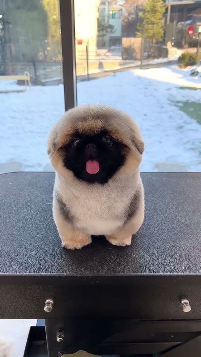 무겁게 와서 가볍게 가신 손님 Youtube