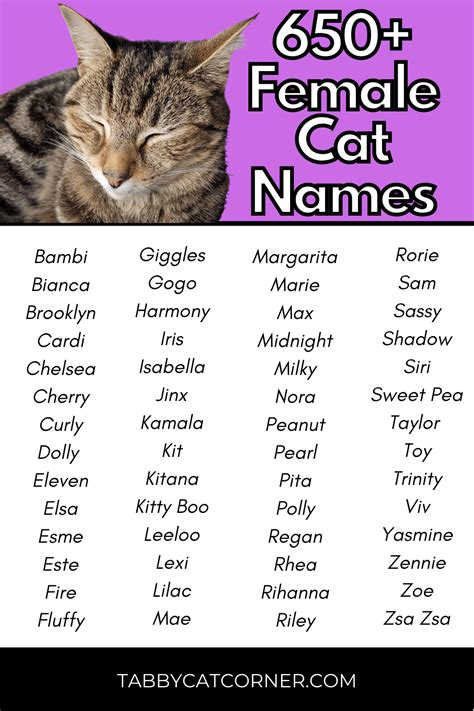 Best 653 Catchy Female Cat Names In 2024