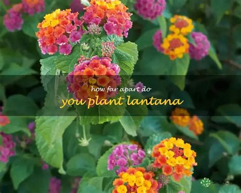 Spacing For Success Proper Planting Distances For Lantana Shuncy