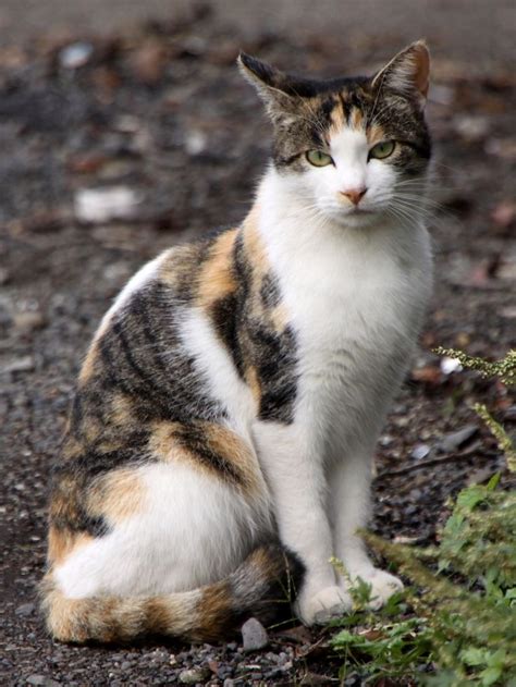 Calico Cat Sitting Among Plants And Rocks Calico Cat Sitting On