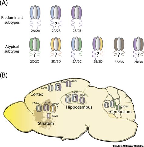 Nmdars In Cell Survival And Death Implications In Stroke Pathogenesis And Treatment Trends In