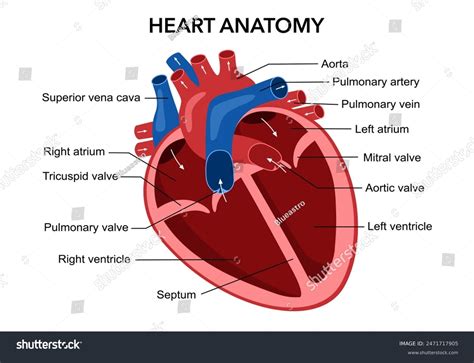Heart Valves Anatomy Photos And Images Shutterstock