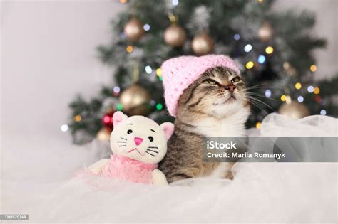 분홍색 모자를 쓴 작은 호랑이 새끼 고양이는 작은 바늘 분홍색 고양이와 함께 앉아 있습니다 크리스마스 트리와 크리스마스 조명의 배경에 고양이 0명에 대한 스톡 사진 및 기타