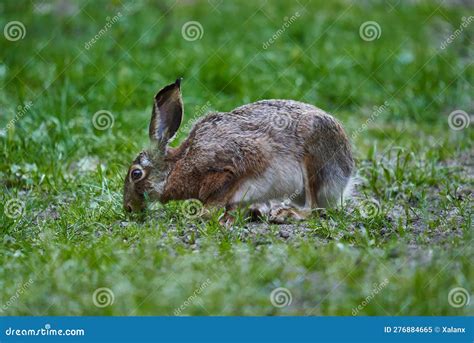 Wild Adult Hare In The Forest Stock Image Image Of Europe Lepus