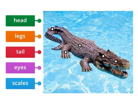 Label The Crocodile Labelled Diagram