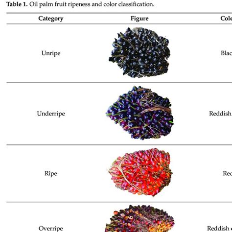 Oil Palm Fruit Ripeness And Color Classification Download Scientific