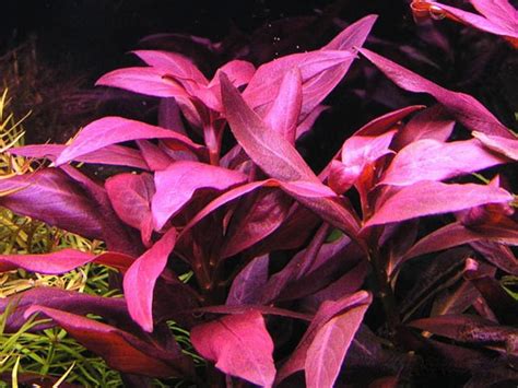 Альтернантера Рейнека, Alternanthera reineckii купити з доставкою по ...