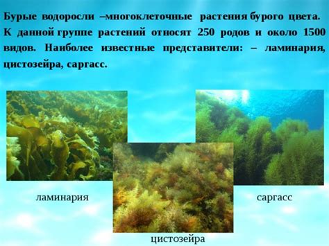 Презентация "Бурые водоросли"