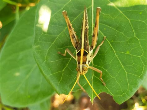 Upper View Grasshopper Pixahive